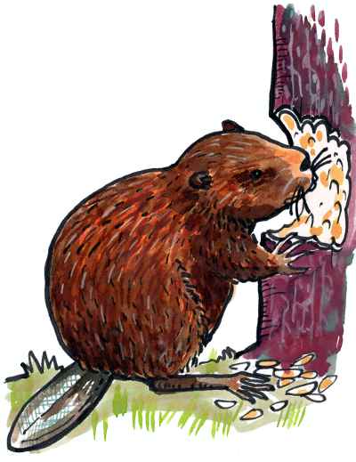 beaver